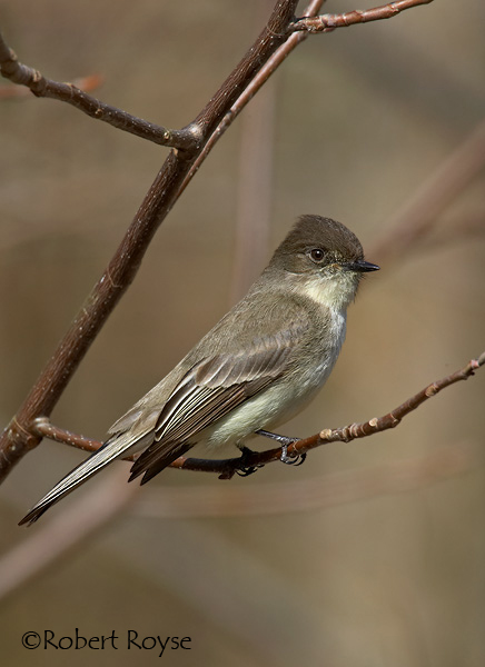 Eastern Phoebe