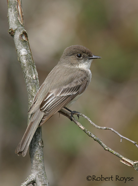 Eastern Phoebe