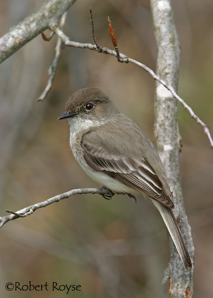 Eastern Phoebe