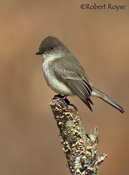 Eastern Phoebe