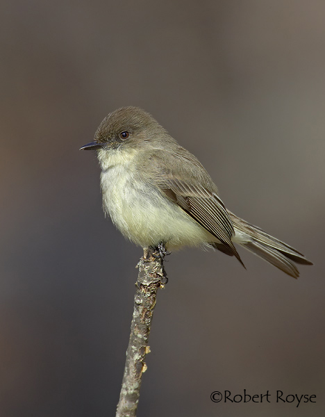 Eastern Phoebe