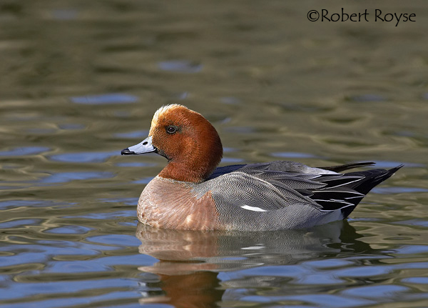 Eurasian Wigeon