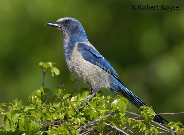 Florida Scrub-Jay