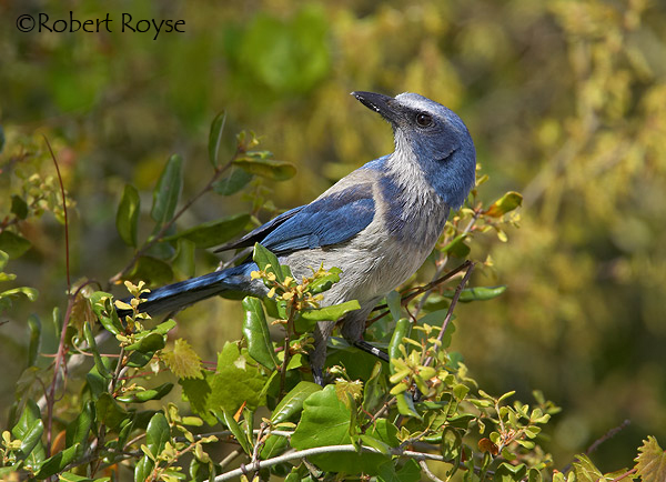Florida Scrub-Jay