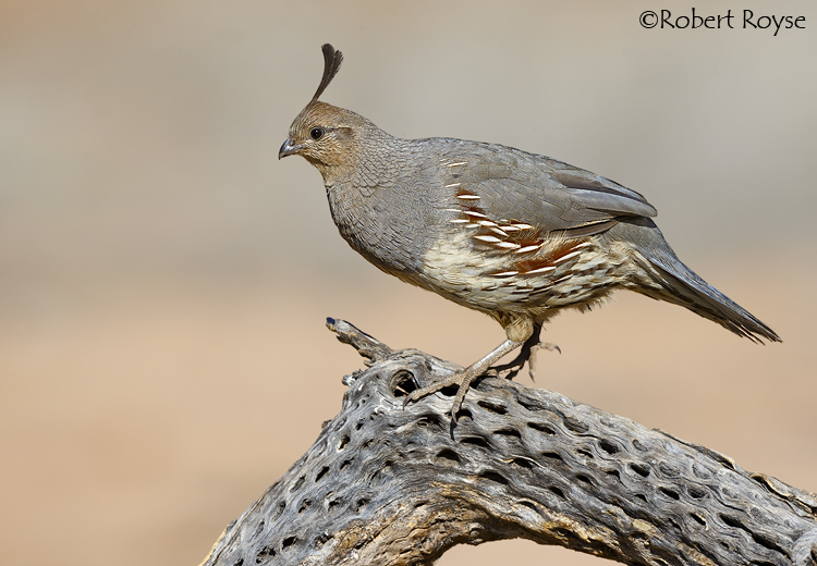 Gambel's Quail