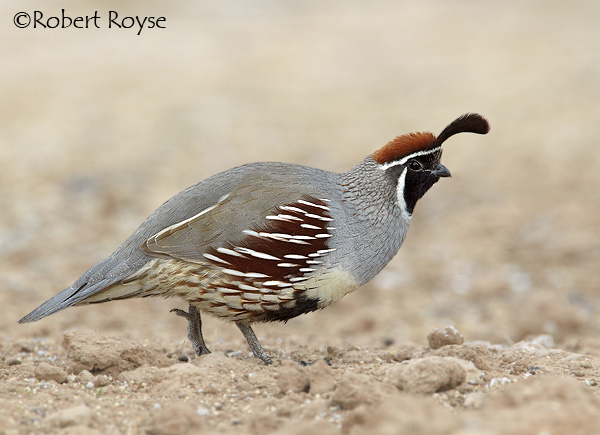 Gambel's Quail