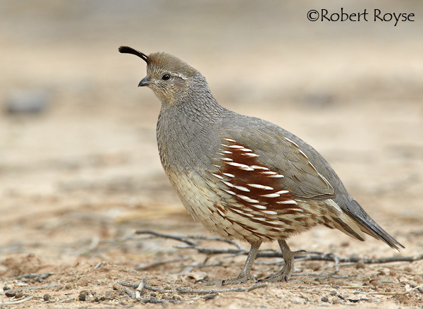 Gambel's Quail