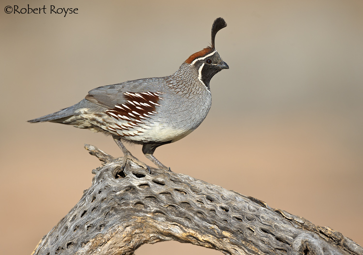 Gambel's Quail