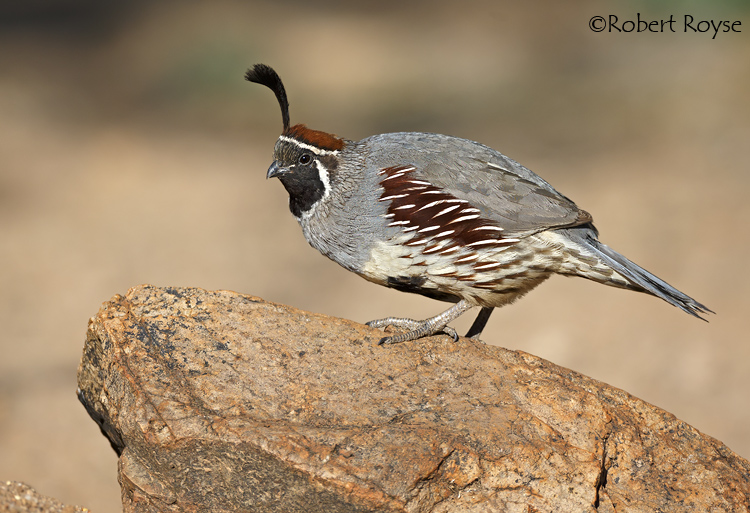 Gambel's Quail