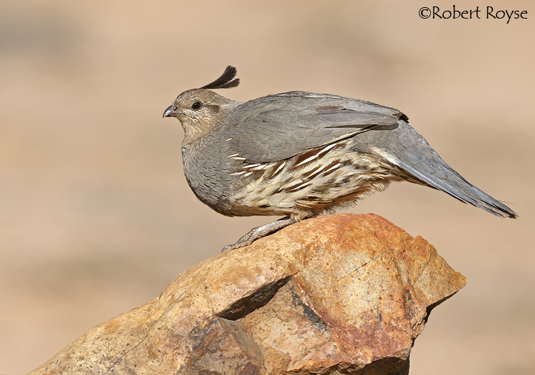 Gambel's Quail