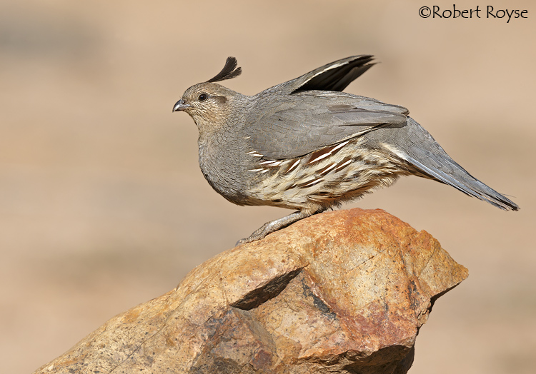 Gambel's Quail