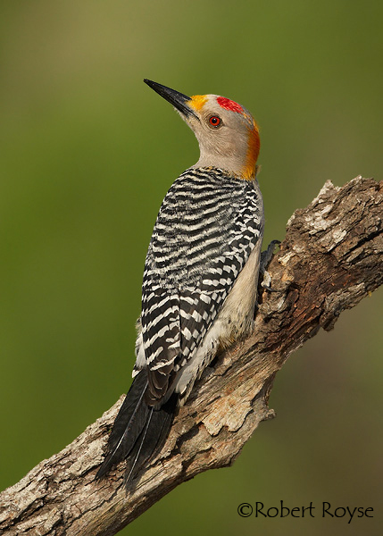 Golden-fronted Woodpecker