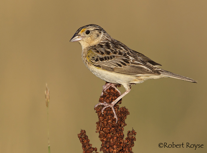 Grasshopper Sparrow
