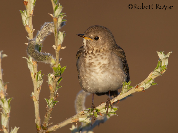 Gray-cheeked Thrush