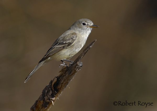 Gray Flycatcher