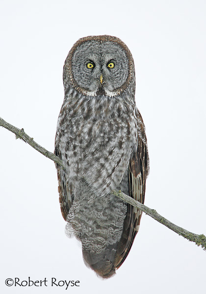 Great Gray Owl