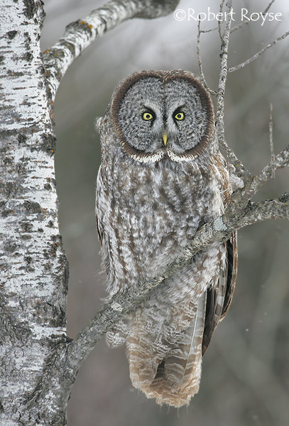 Great Gray Owl