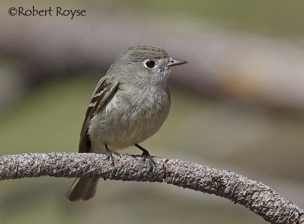 Hammond;s Flycatcher