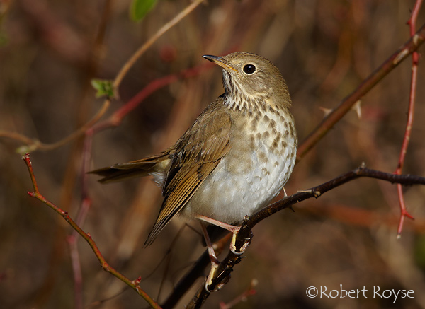 Hermit Thrush