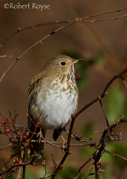 Hermit Thrush