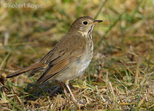 Hermit Thrush
