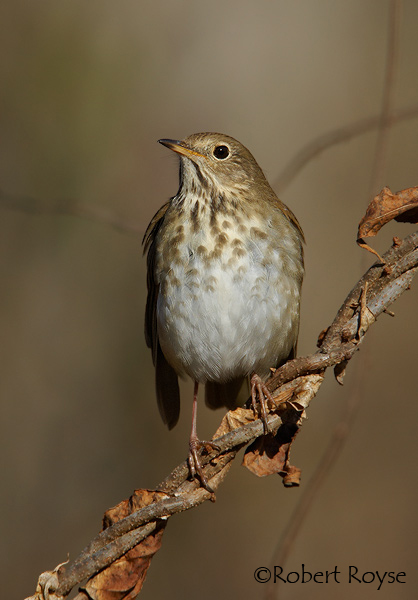 Hermit Thrush
