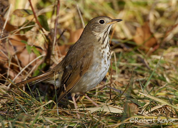 Hermit Thrush