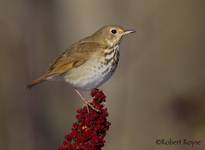 Hermit Thrush