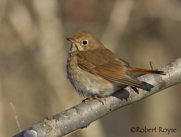 Hermit Thrush