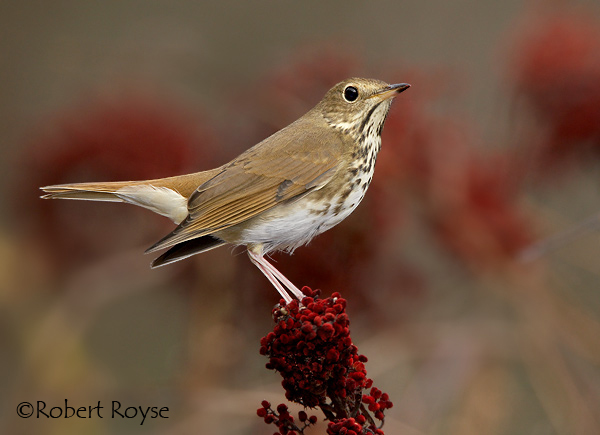 Hermit Thrush
