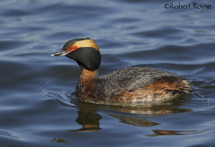 Horned Grebe