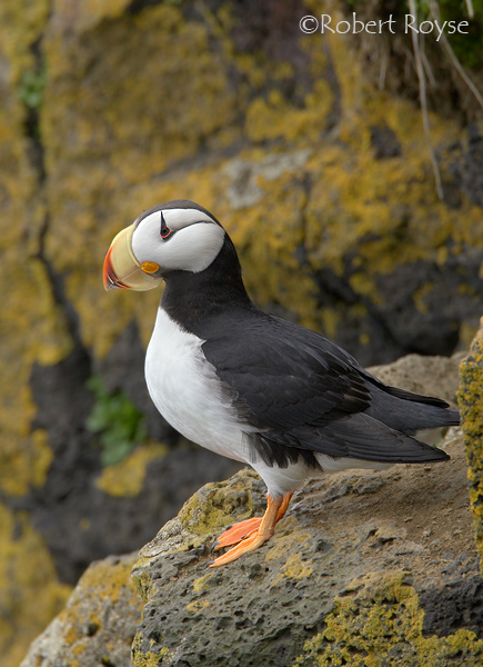Horned Puffin