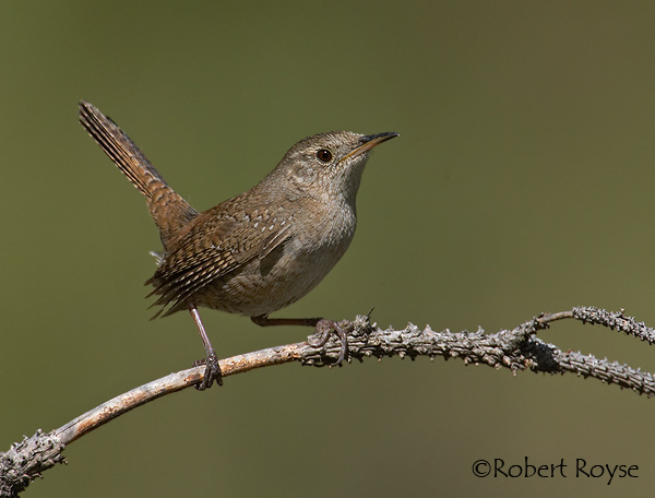 House Wren