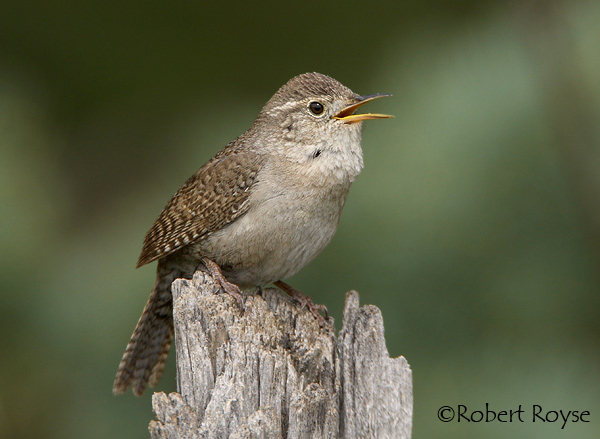 House Wren