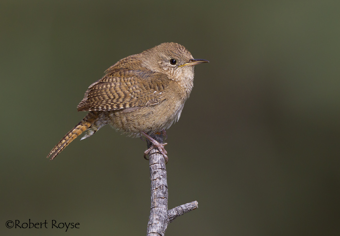 House Wren