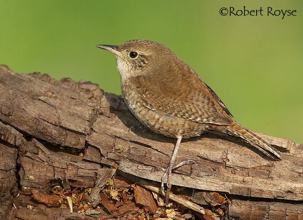 House Wren