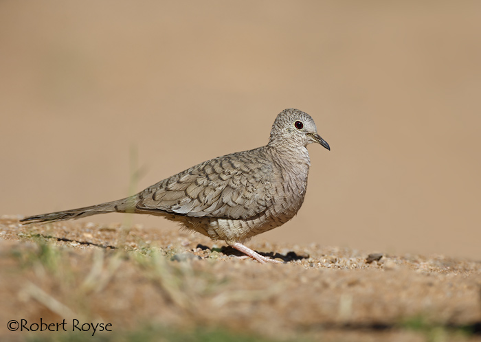 Inca Dove