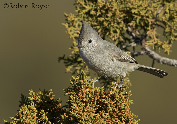 Juniper Titmouse