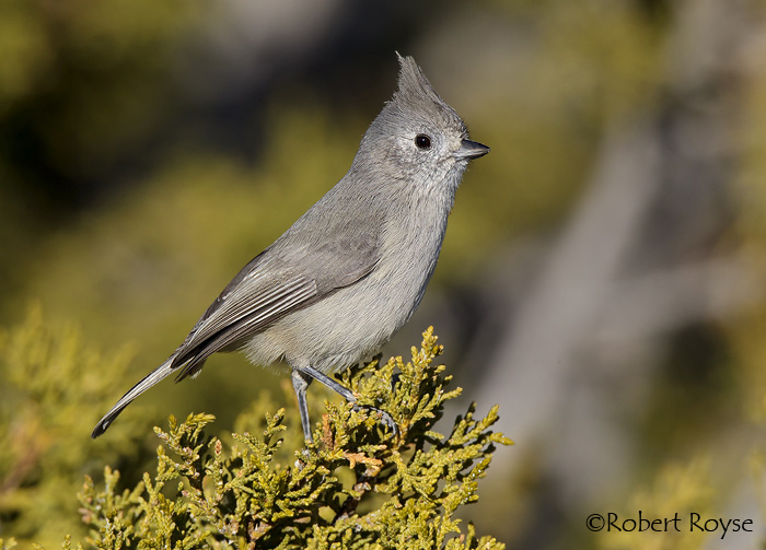 Juniper Titmouse