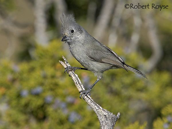 Juniper Titmouse