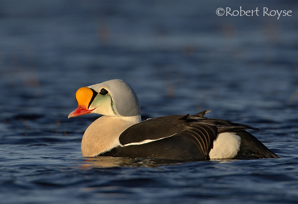 King Eider