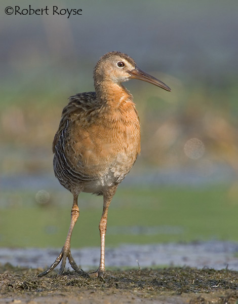 King Rail