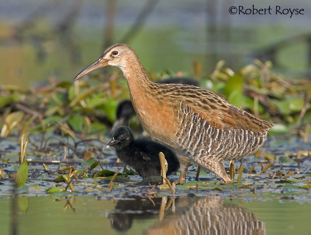 King Rail