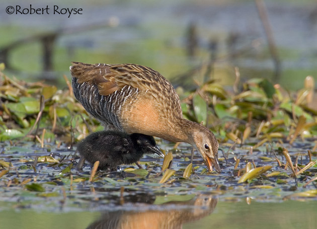 King Rail