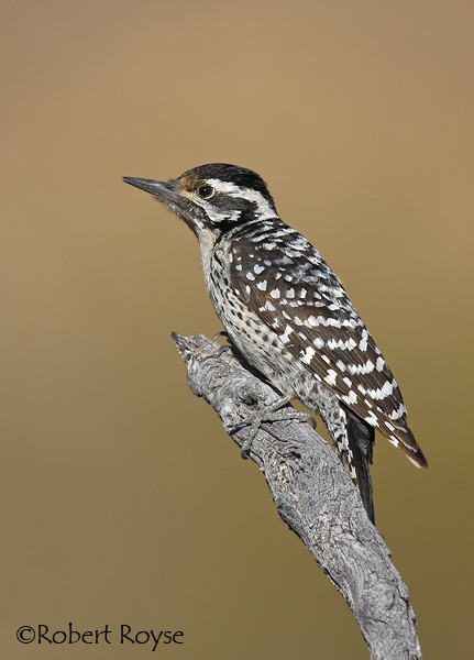 Ladder-backed Woodpecker