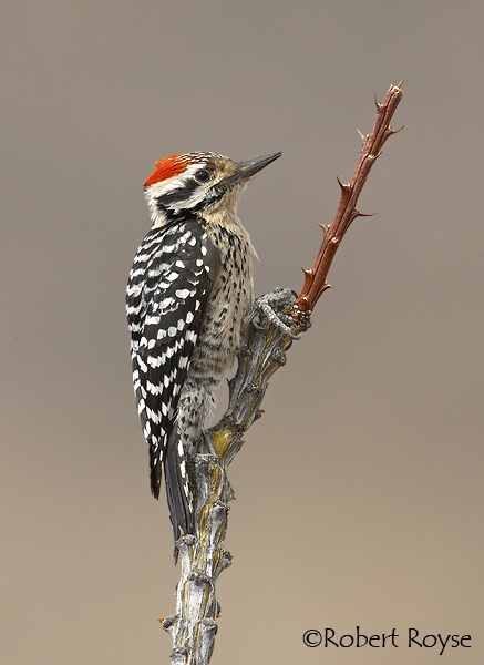 Ladder-backed Woodpecker