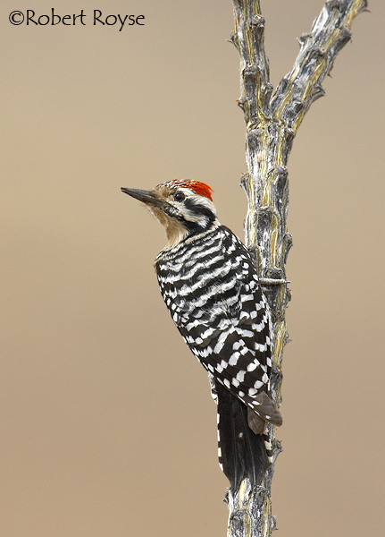 Ladder-backed Woodpecker