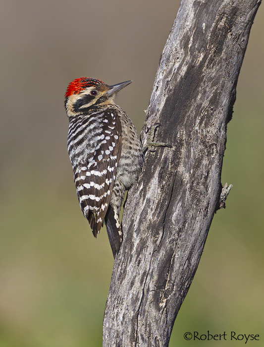 Ladder-backed Woodpecker