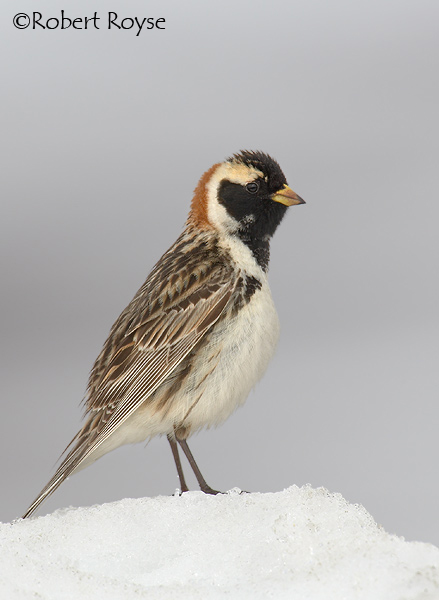 Lapland Longspur