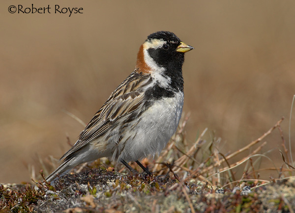 Lapland Longspur